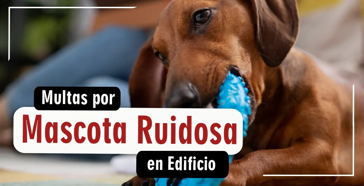 ¿Lo pueden multar por tener mascota ruidosa en un edificio?
